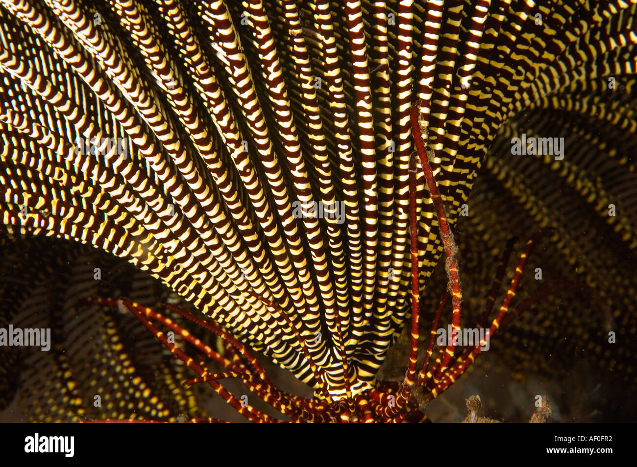 Feather starfish, Pontiometra andersoni, Bali Indonesia Stock Photo - Alamy