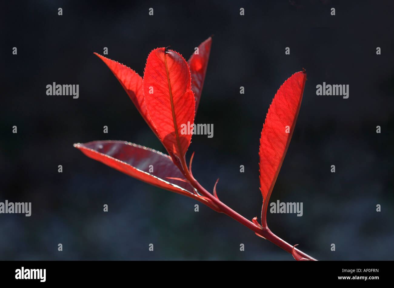 Photinia red robin hi-res stock photography and images - Alamy