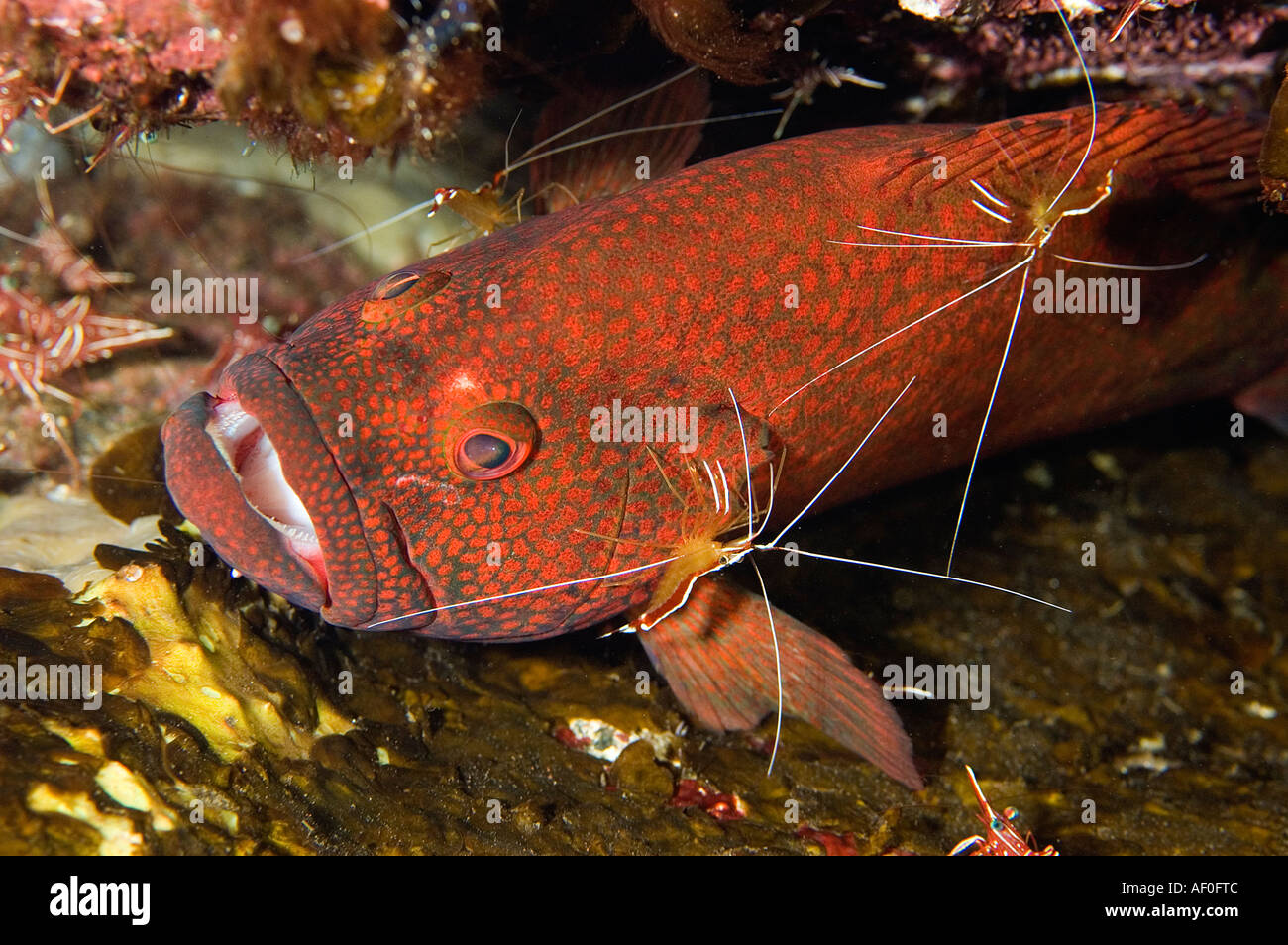 Tomato grouper, Cephalopholis sonnerati, being cleaned by cleaner ...