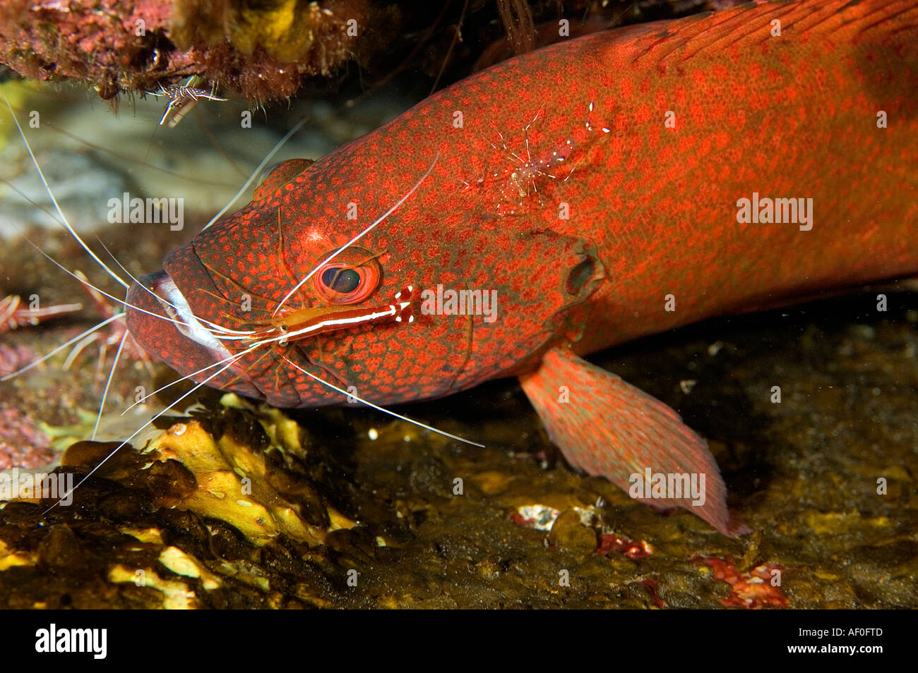 Cephalopholis sonnerati hi-res stock photography and images - Alamy