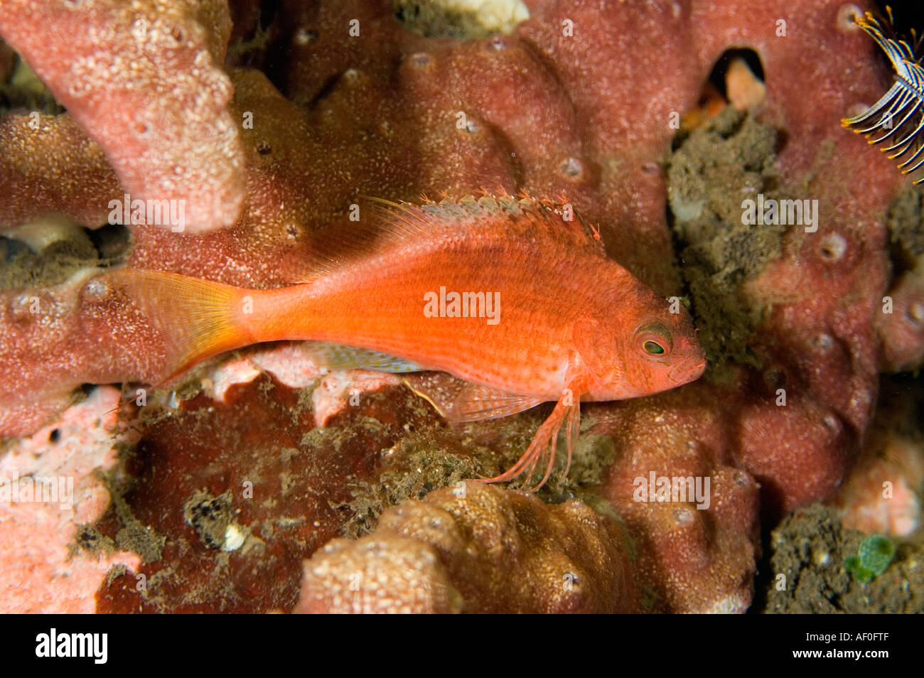 Swallowtail hawkfish, Cyprinocirrhites polyactis, Bali Indonesia Stock ...