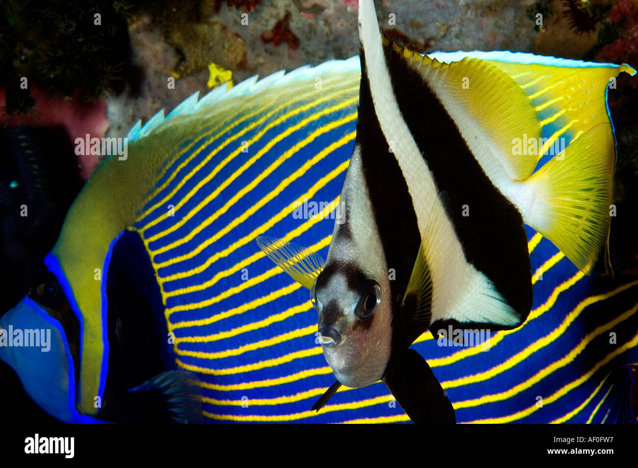 Longfin bannerfish, Heniochus acuminatus, on an emperor angelfish ...