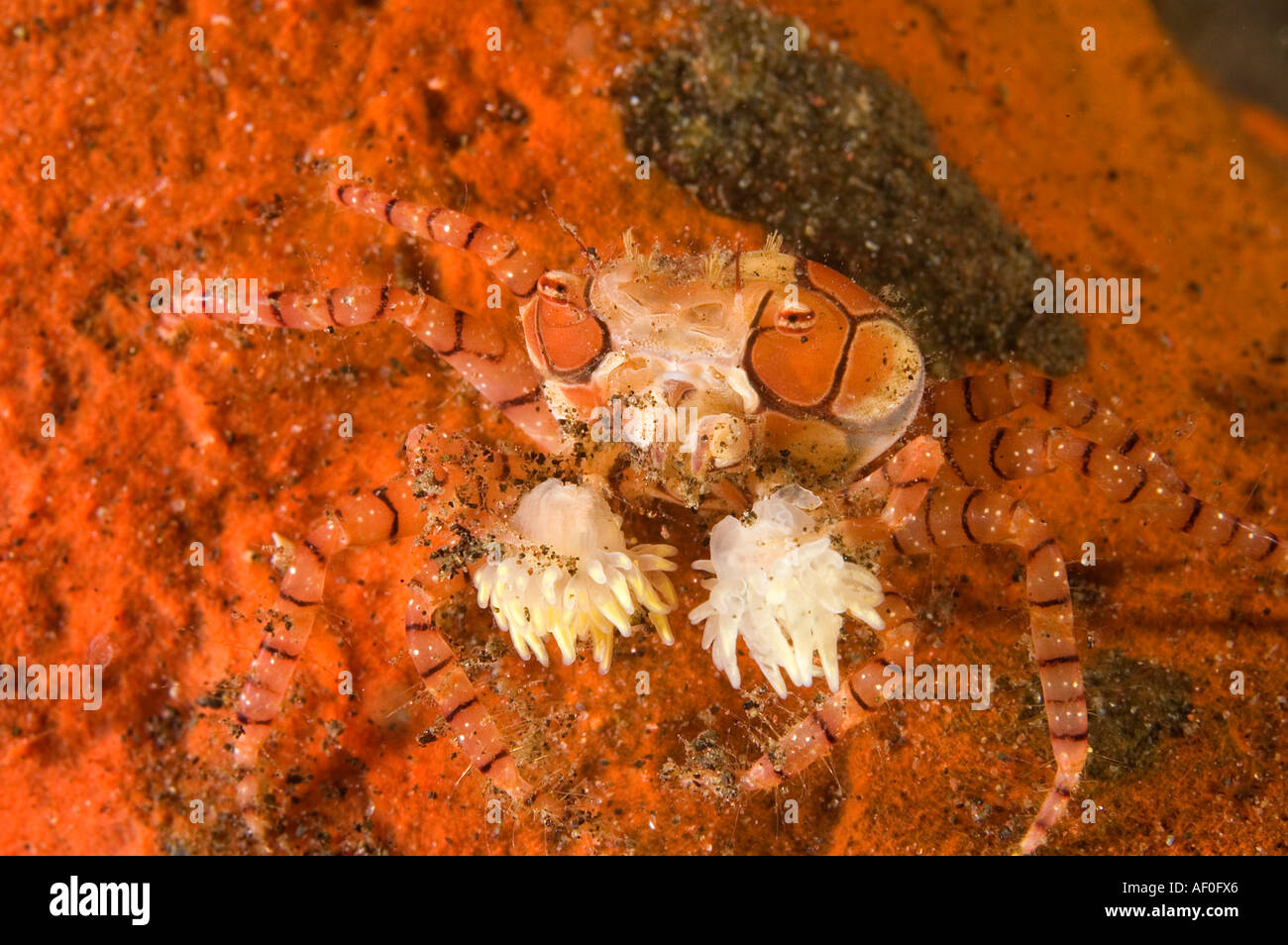 boxer crab, Lybia tesselata, with defensive anemones attached her arms ...