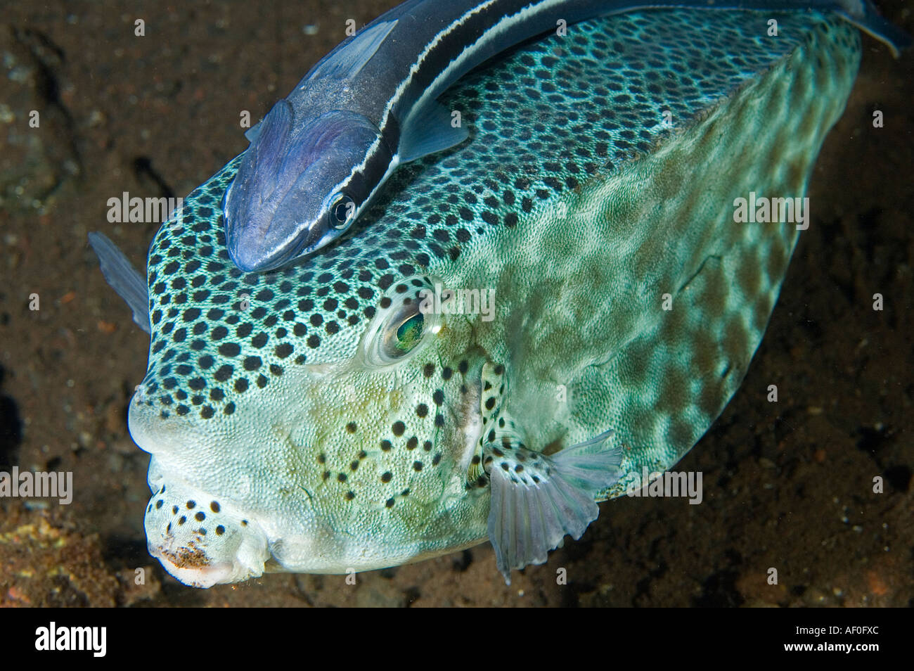Largenose boxfish, Rhynchostracion rhinorhynchus, and suckerfish ...