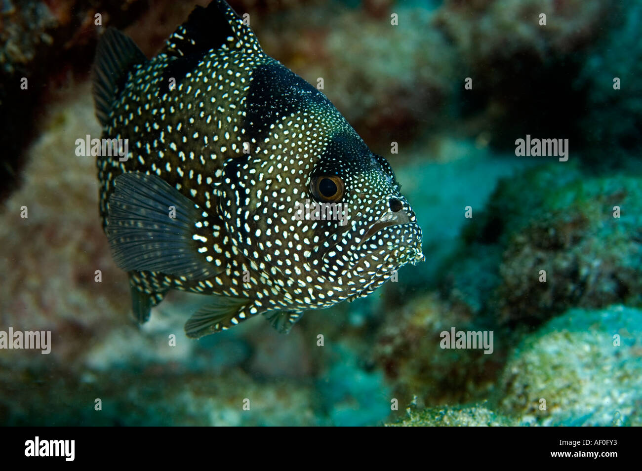 Spotted soapfish Pogonoperca chabanaudi Kritimati Island Kribati Stock ...