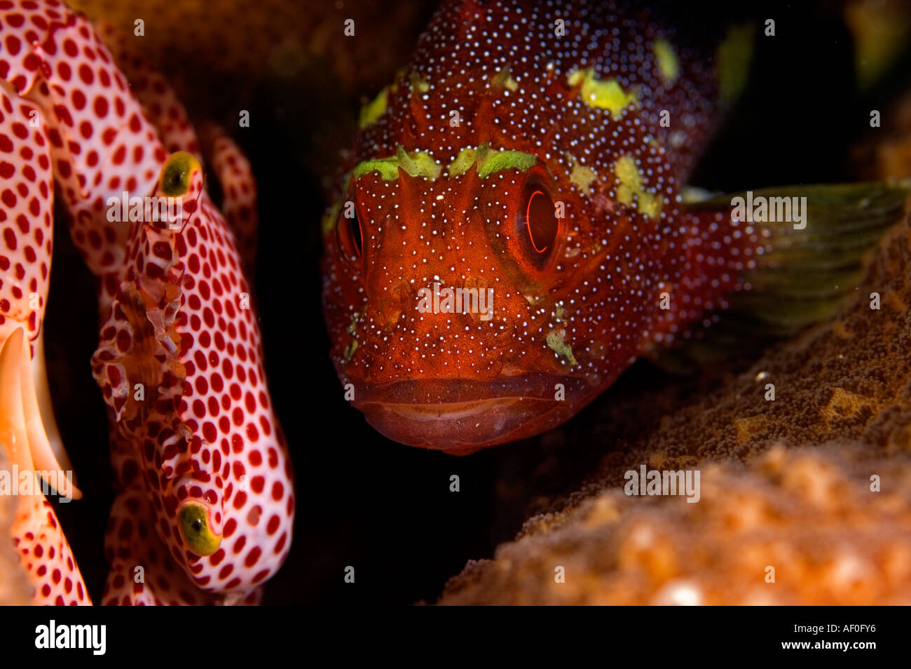 Secretive yellowspotted scorpionfish Sebastapistes cyanostigma hiding ...