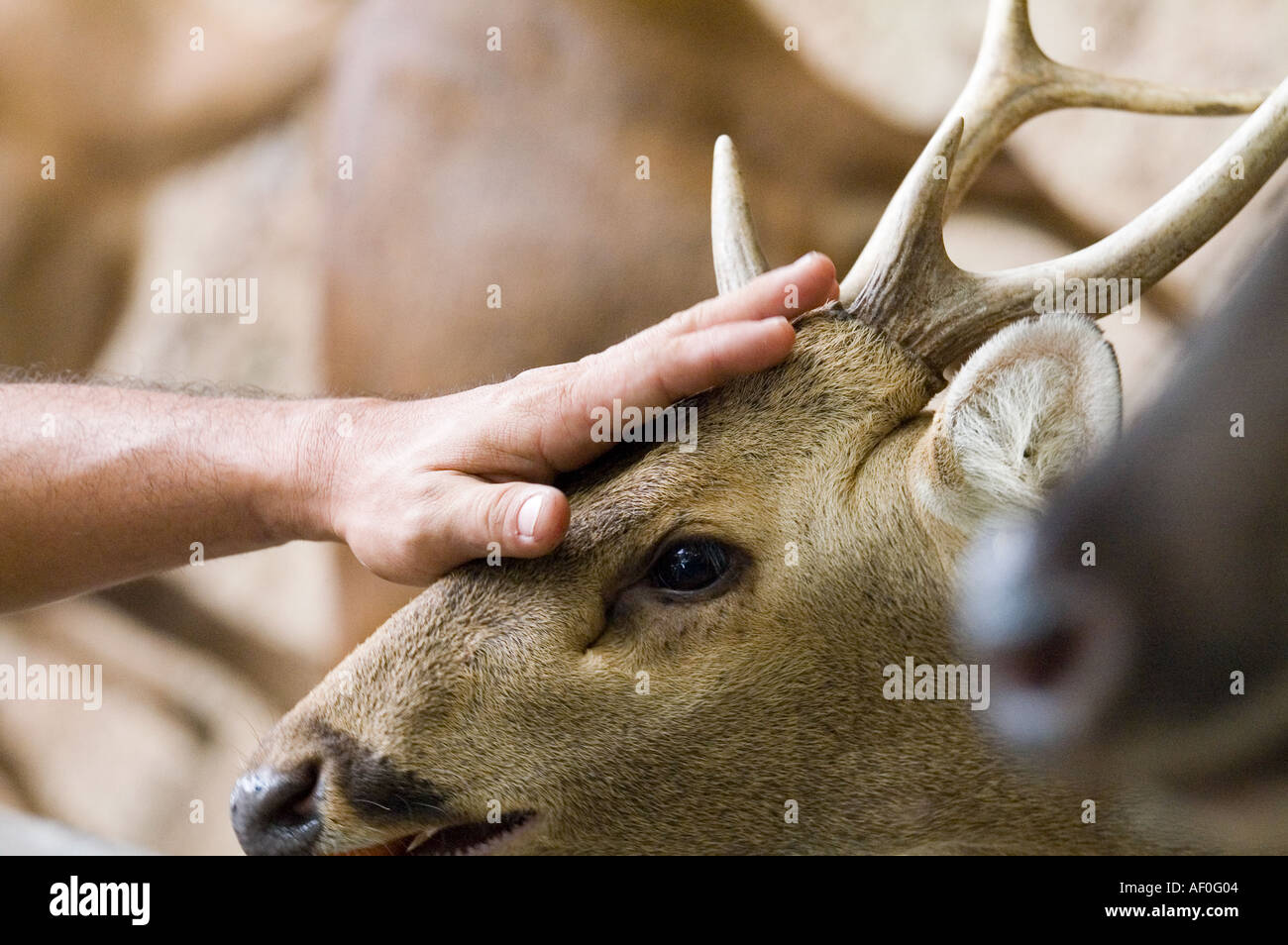 Hand petting the head of a male deer Malaysia Stock Photo - Alamy