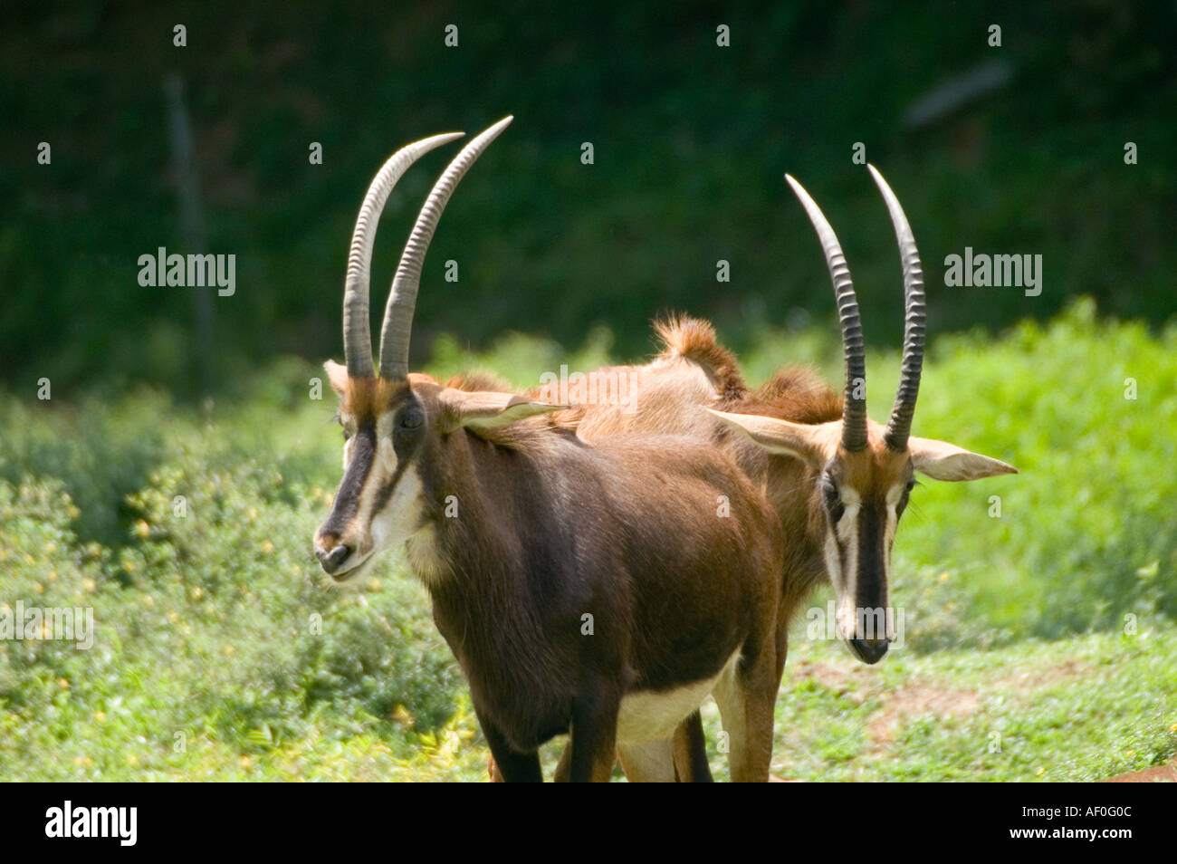 Shimba hills park hi-res stock photography and images - Alamy