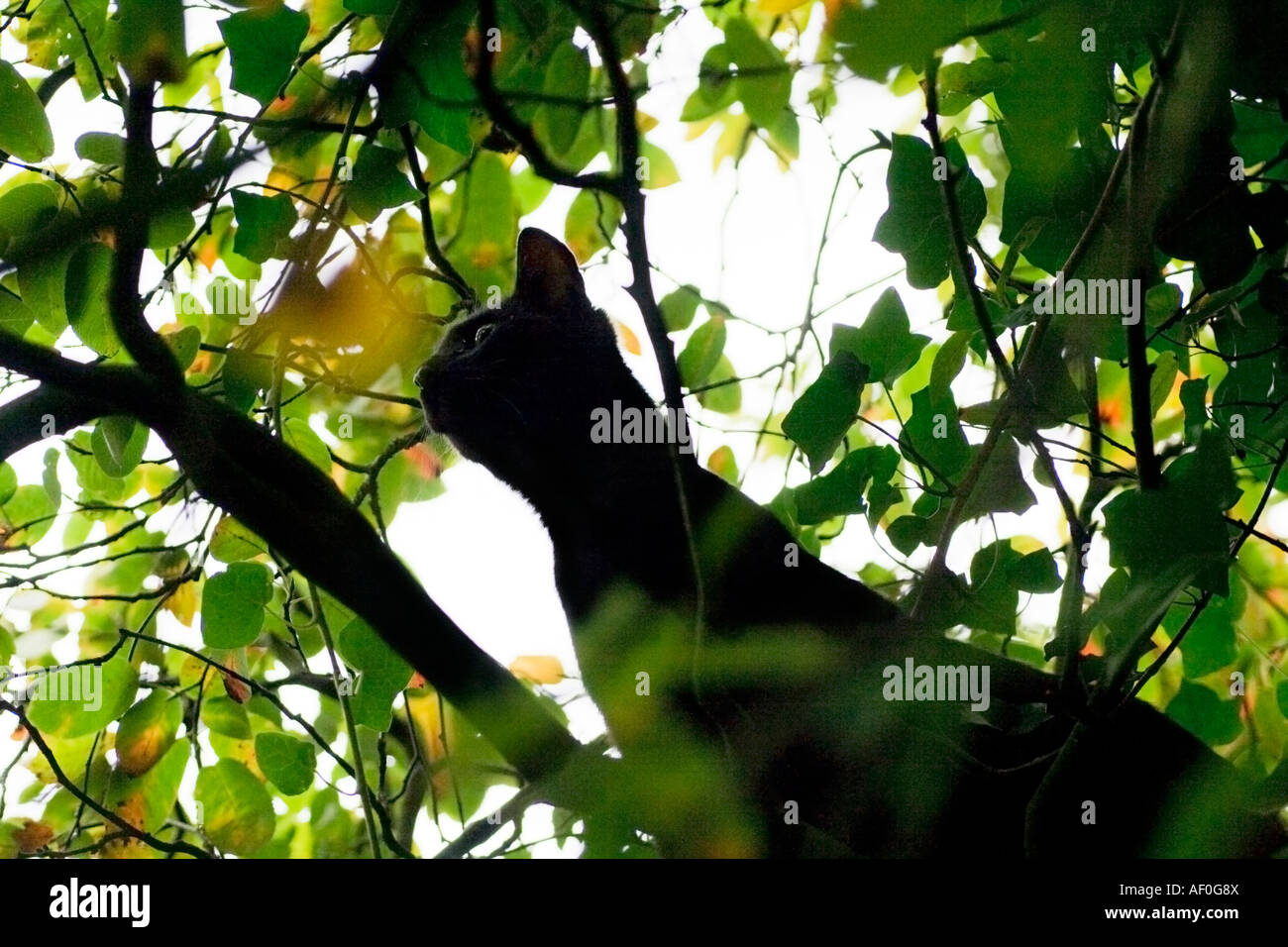 Black cat in tree Stock Photo - Alamy