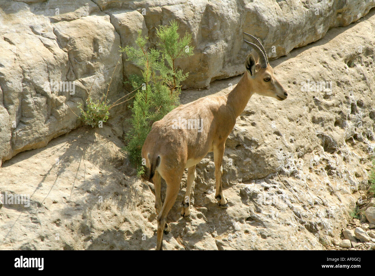 Egypt ibex hi-res stock photography and images - Alamy
