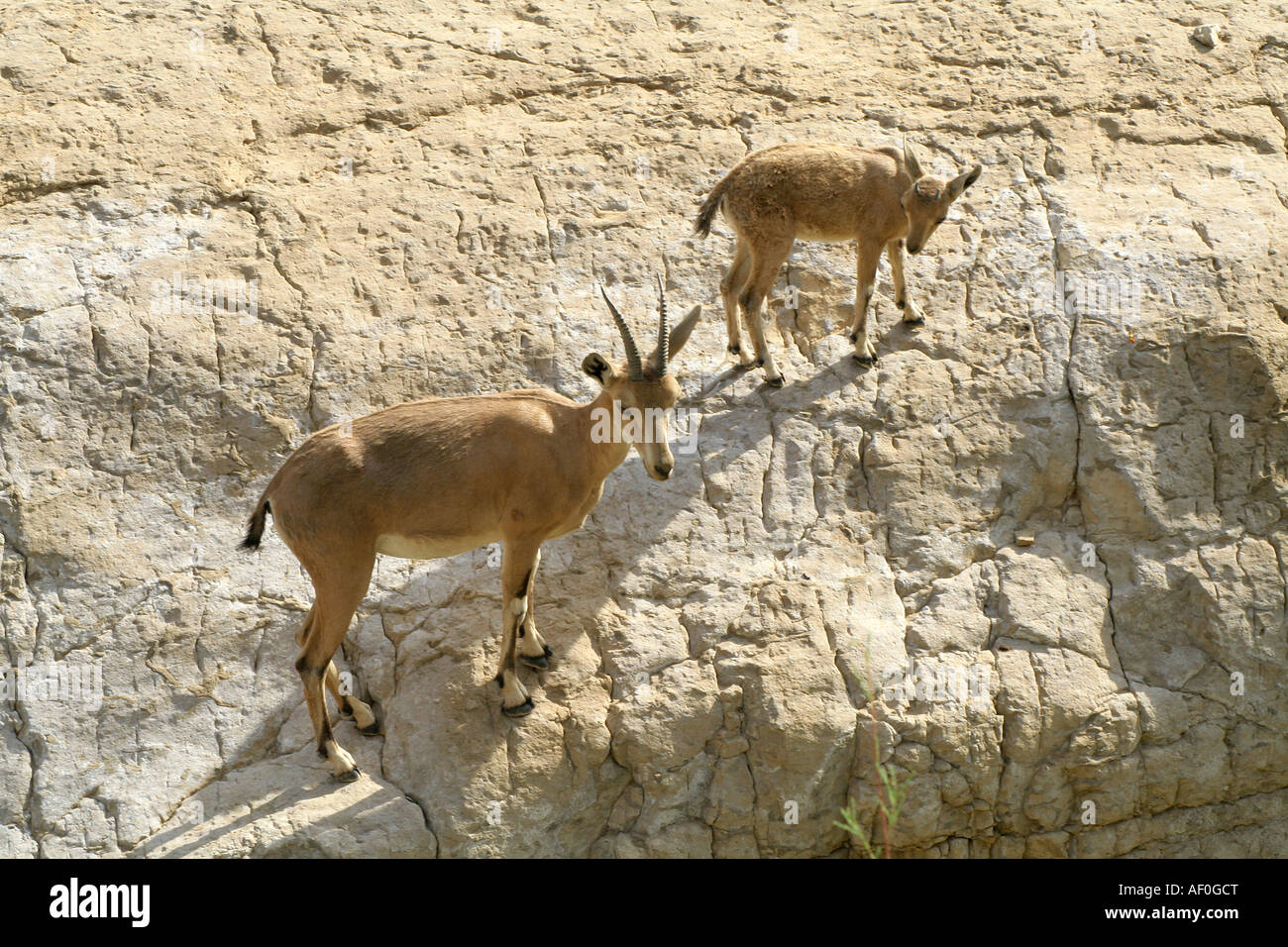 ibex in the dead sea area desert Stock Photo - Alamy