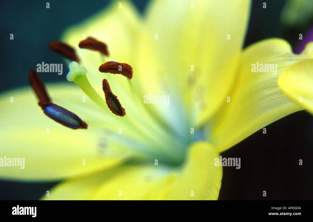 yellow lily close up Stock Photo - Alamy