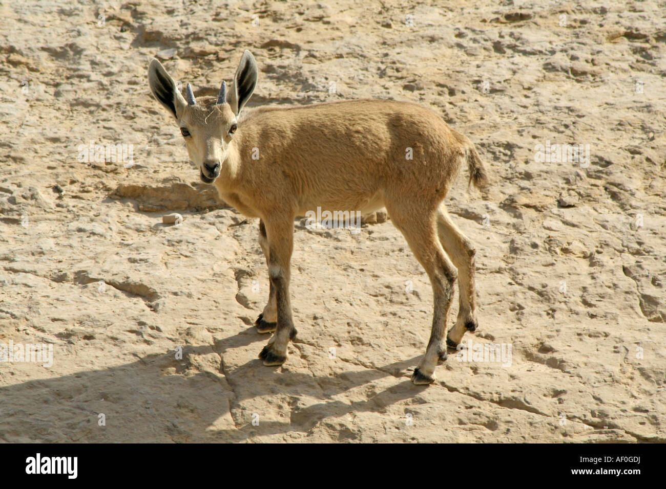 ibex in the dead sea area desert Stock Photo - Alamy