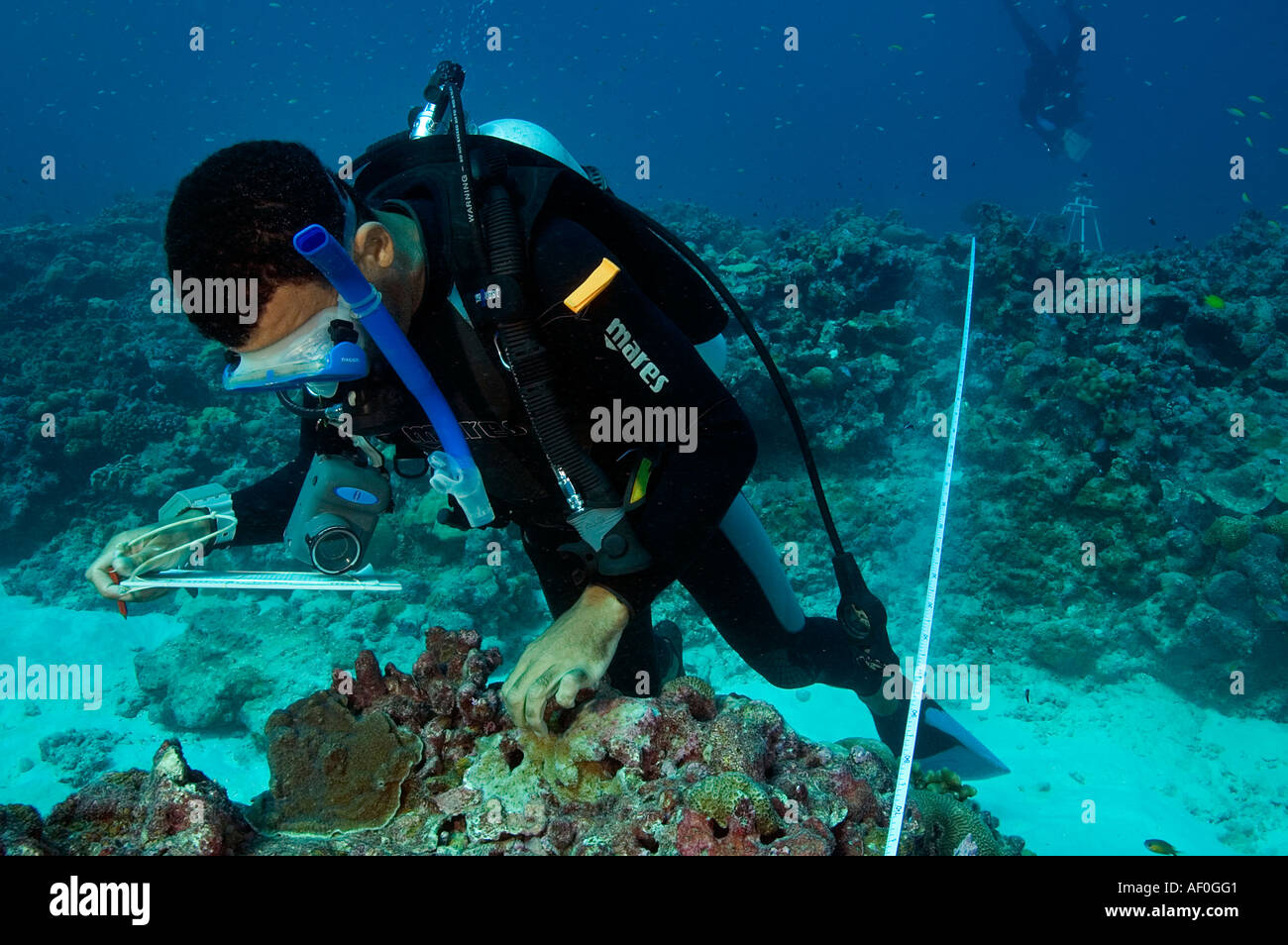 David Obura during survey. Kritimati Island Kribati Stock Photo - Alamy