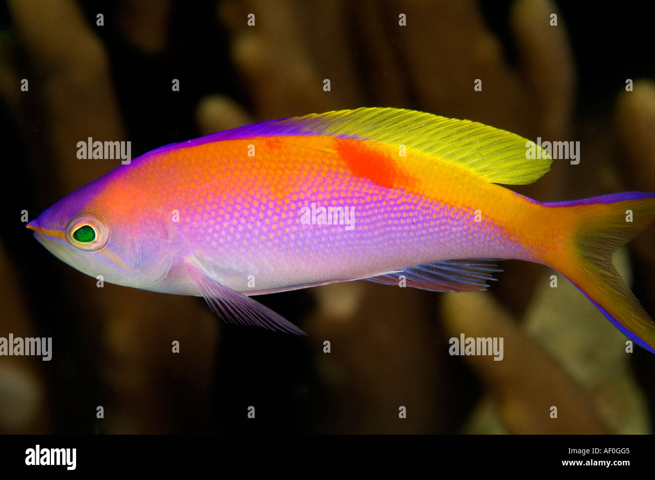 Fanning island tabuaeran hi-res stock photography and images - Alamy