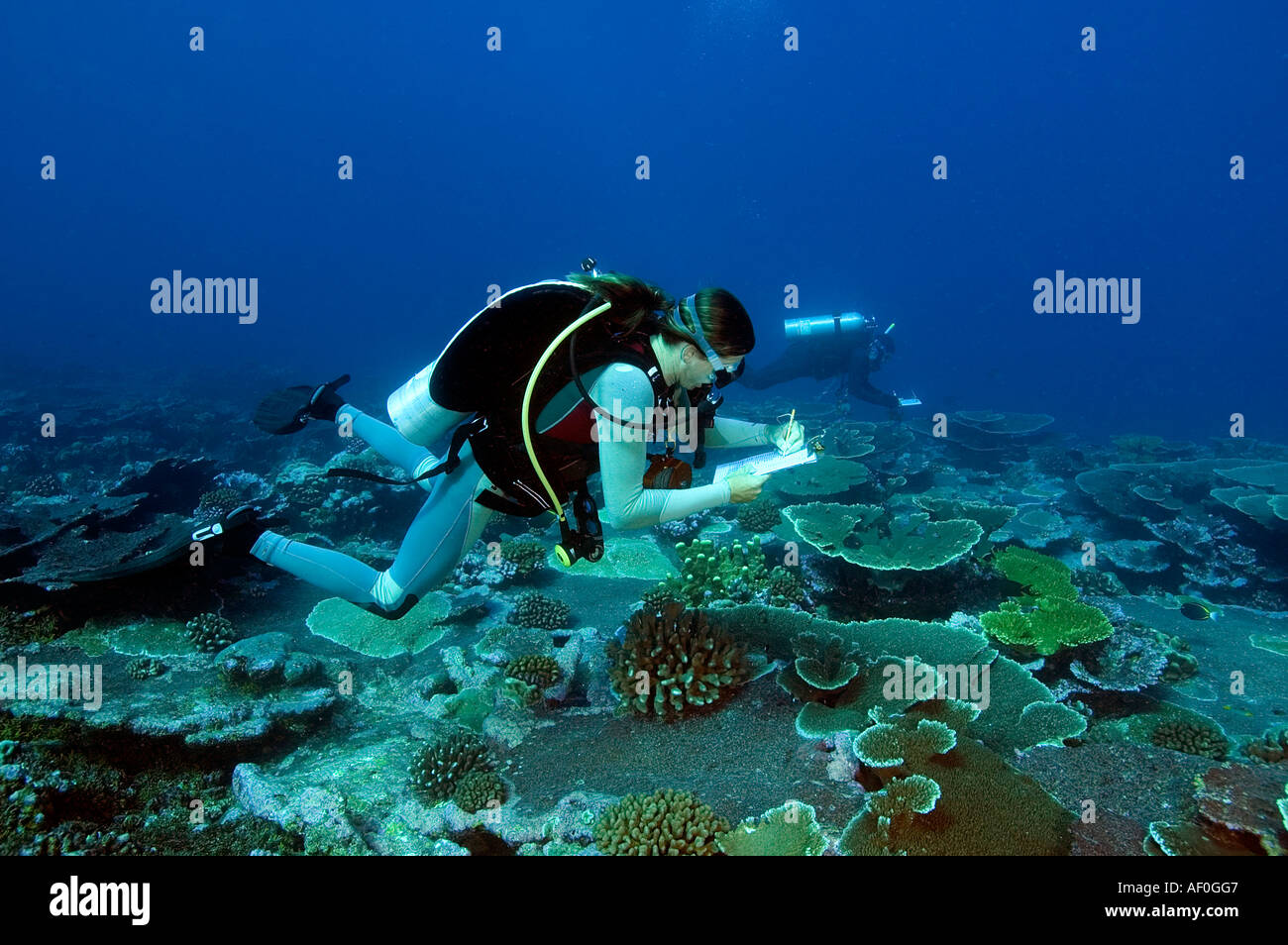 Stuart Sandin and Edward Demartini on fish survey. Tabuaeran (Fanning ...