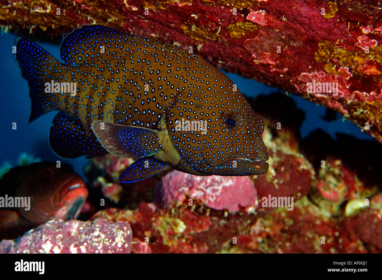 Fanning Island Tabuaeran High Resolution Stock Photography and Images ...