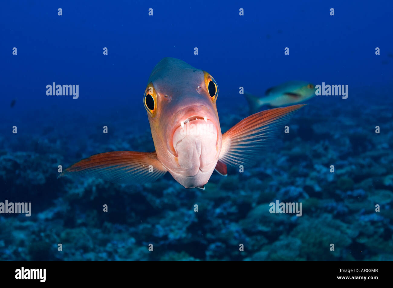 Red snapper, Lutjanus bohar, Kingman Reef South Pacific Stock Photo - Alamy