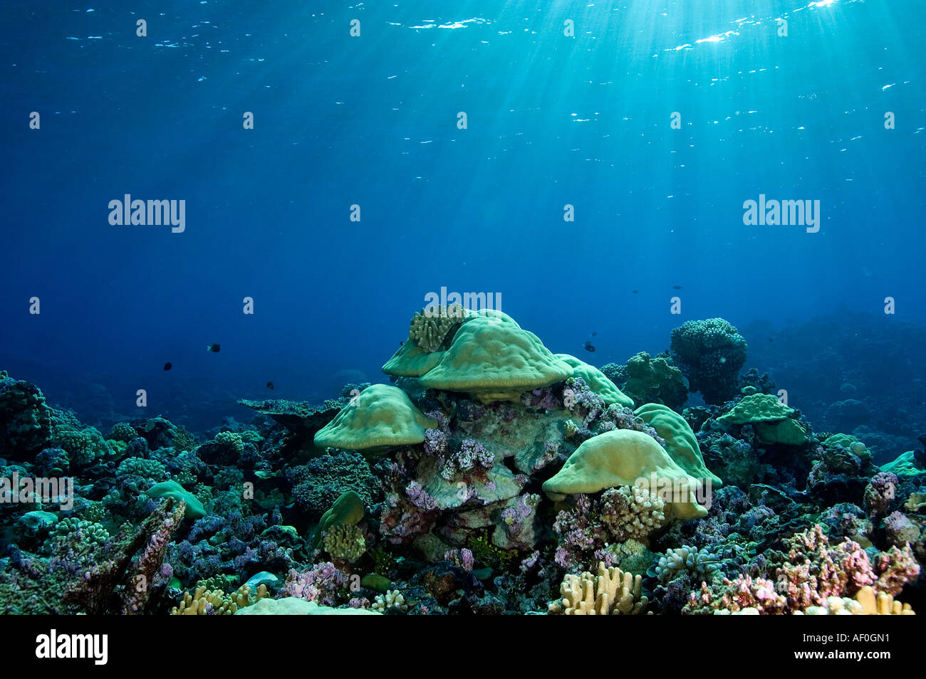 Reef scenics inner lagoon Kingman Reef Stock Photo - Alamy