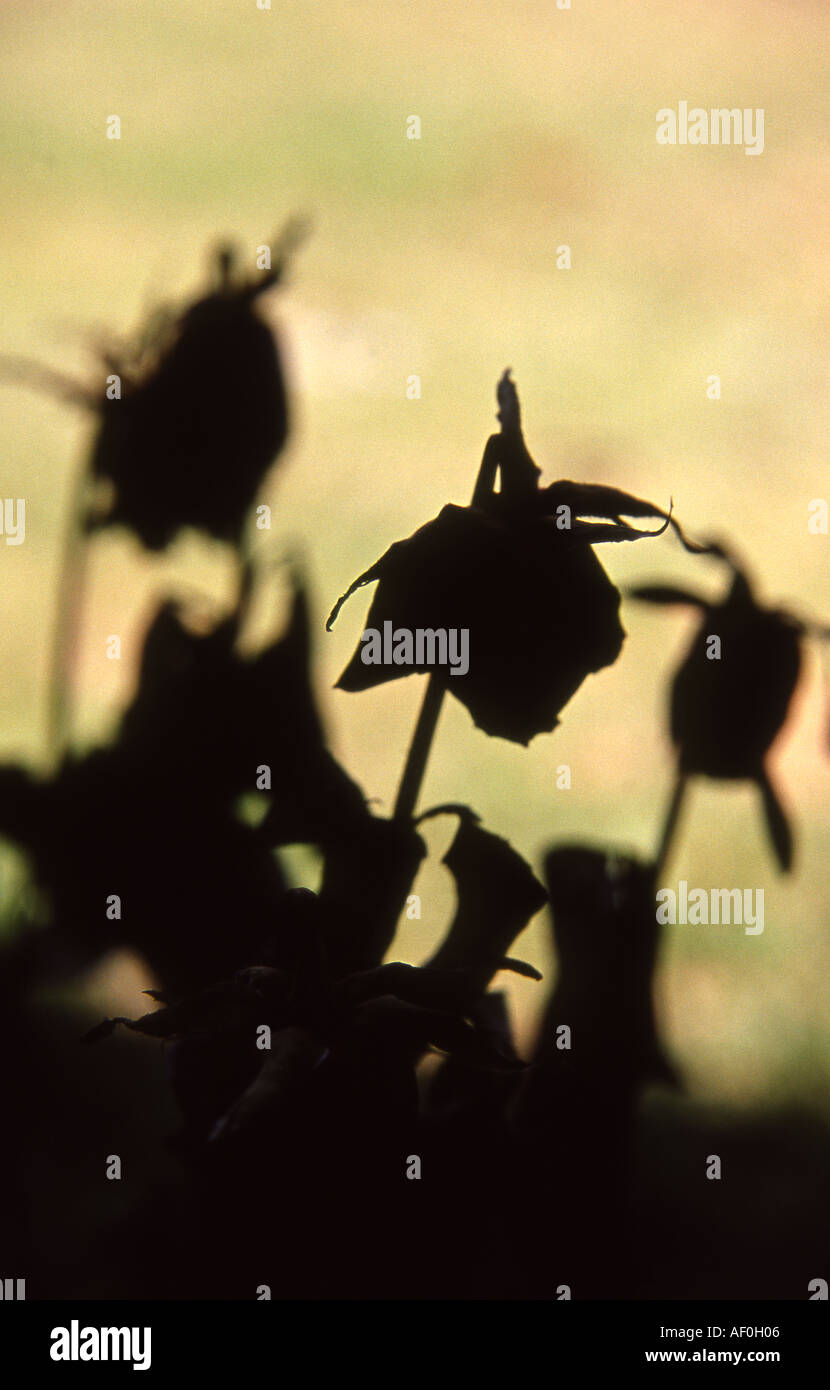 Dead rose hi-res stock photography and images - Alamy