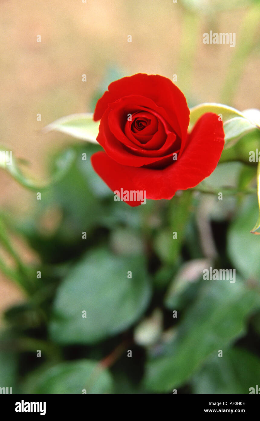 portrait of single red rose Stock Photo - Alamy