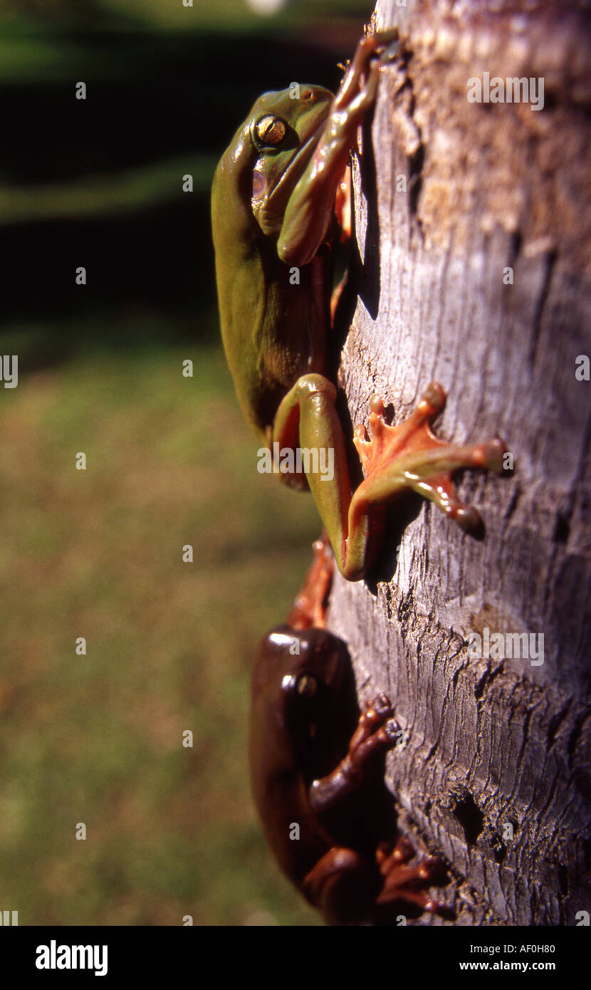 side view of two australian green treefrogs climbing a palm tree Stock ...