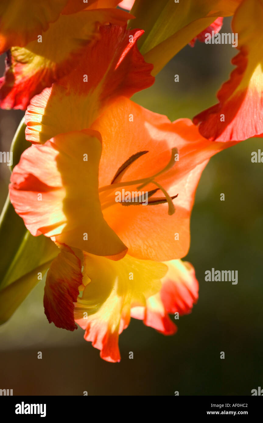 an orange and yellow Gladioli flower Stock Photo - Alamy