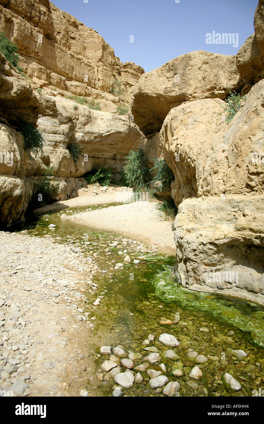 desert oasis in the dead sea region Stock Photo - Alamy