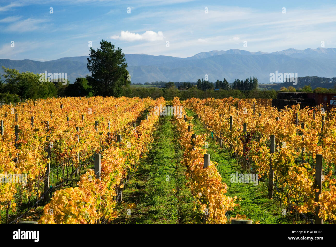 Schubert Vineyard Martinborough Wairarapa North Island New Zealand ...