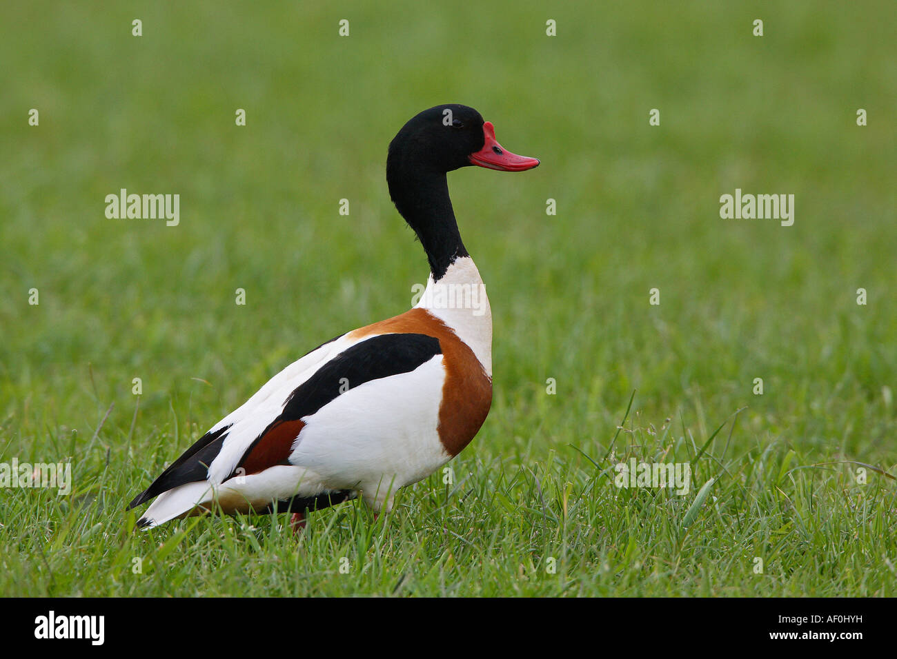 common shelduck - standing on meadow / Tadorna tadorna Stock Photo - Alamy