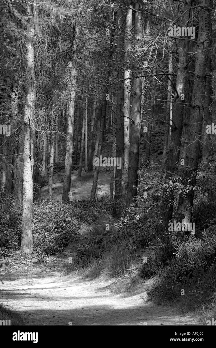 Magical forest path Black and White Stock Photos & Images - Alamy