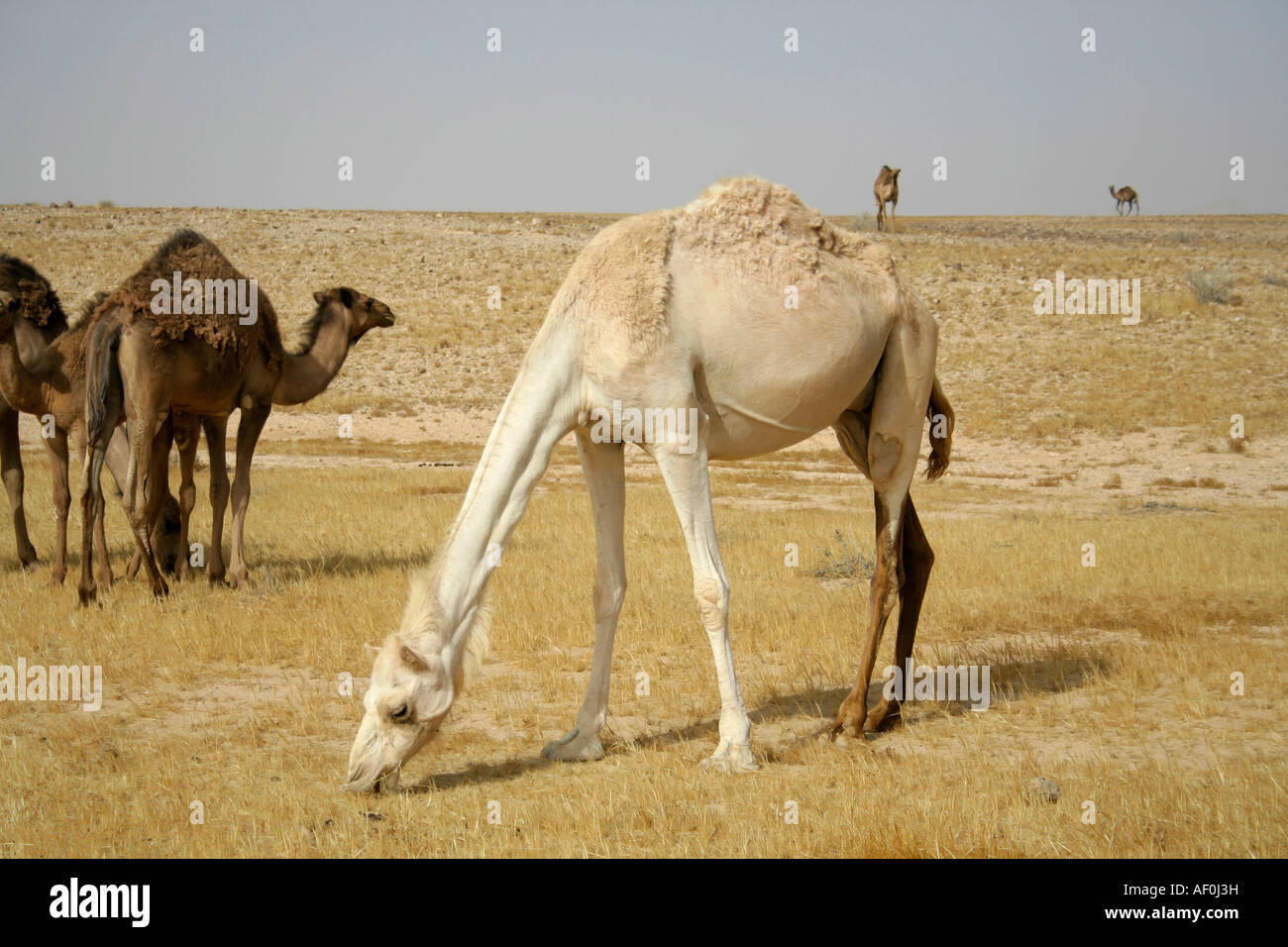 camel in sede boker desert israel Stock Photo - Alamy