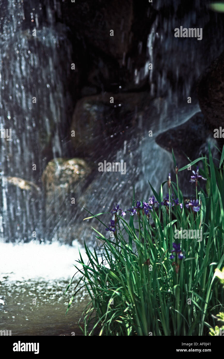Mediation flowers hi-res stock photography and images - Alamy
