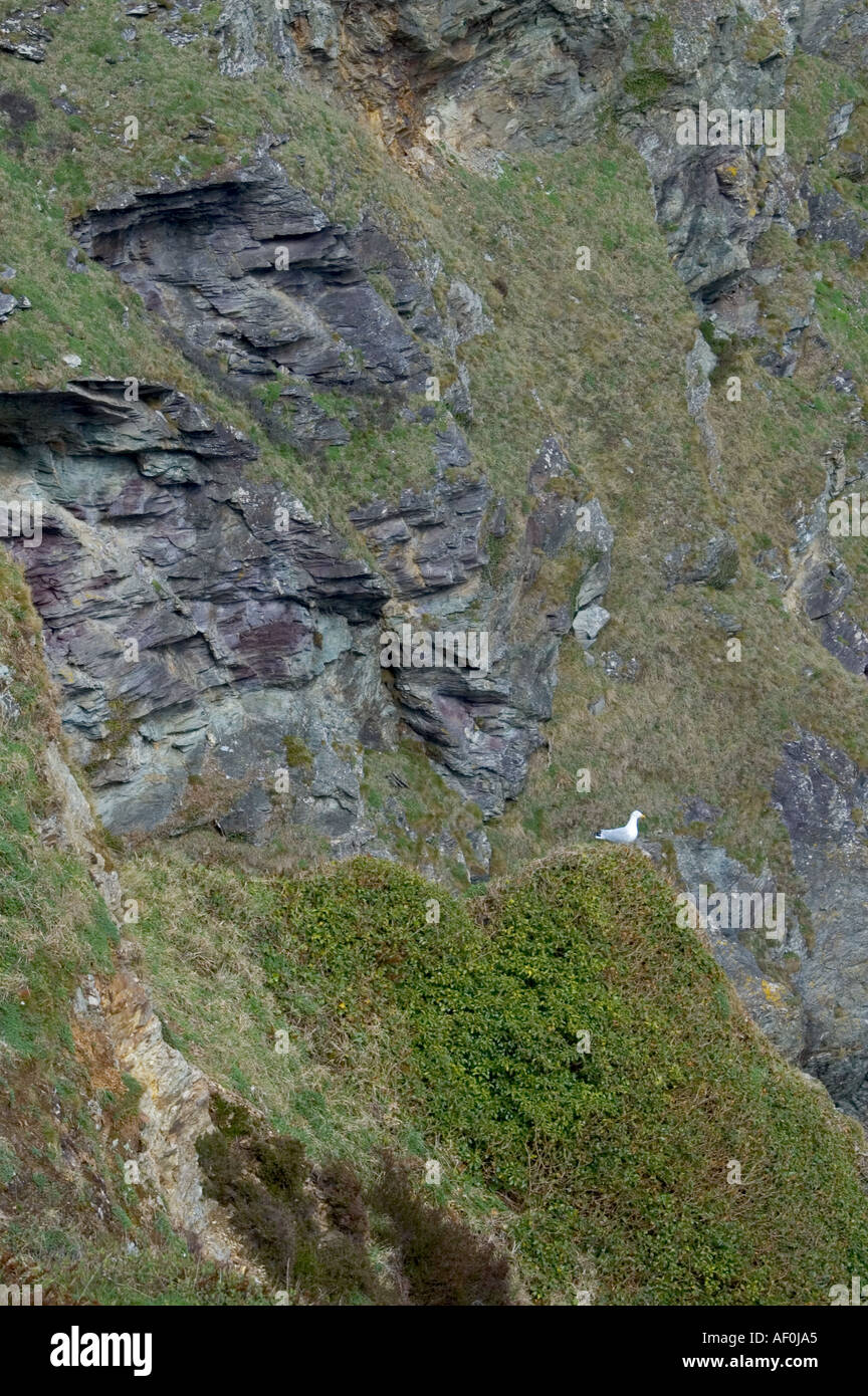 Cornish Coastal Path Stock Photo - Alamy