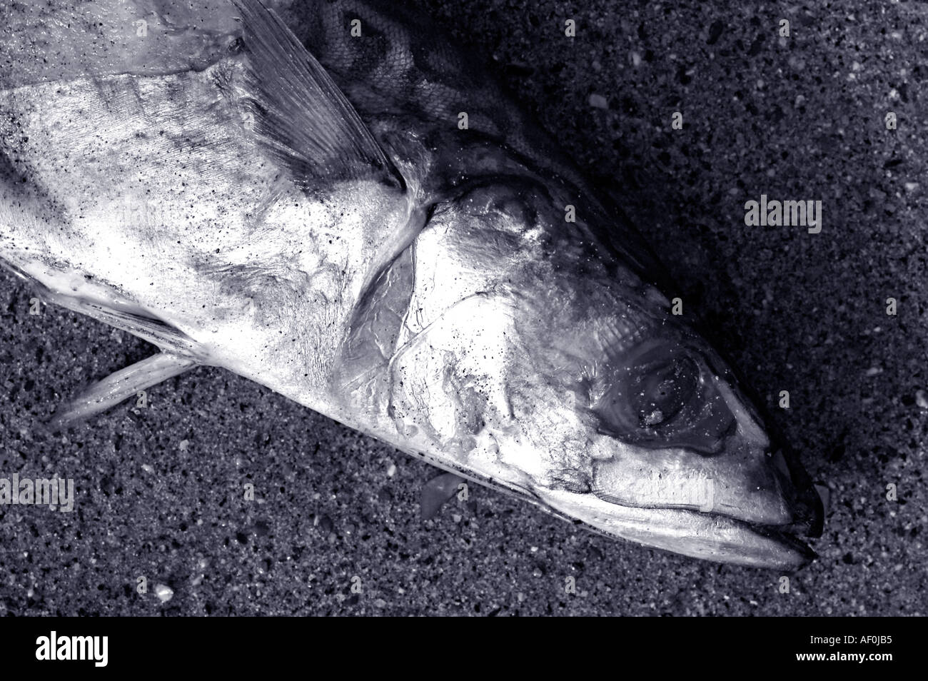 Dead mackerel hi-res stock photography and images - Alamy
