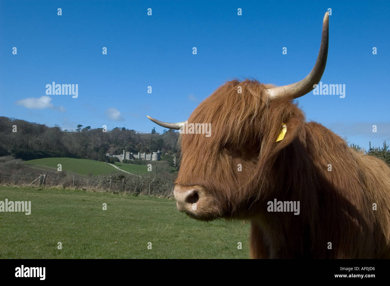 Highland cow standing in a field with Caerhays Castle in the distance ...