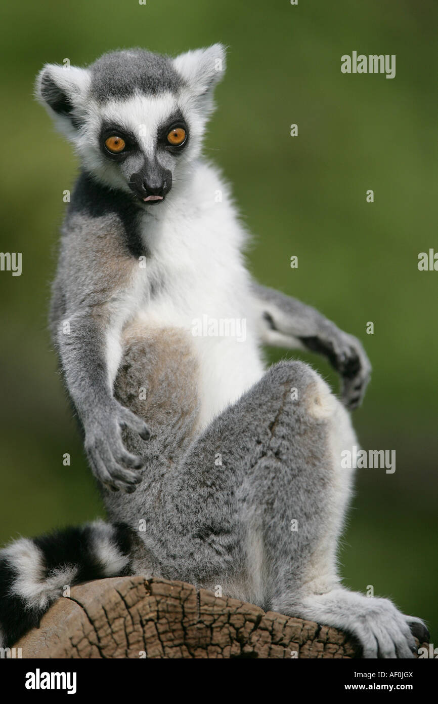 Lemur side profile hi-res stock photography and images - Alamy