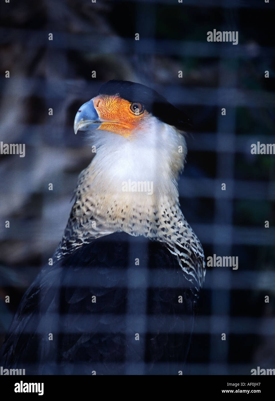 Stoic bird hi-res stock photography and images - Alamy