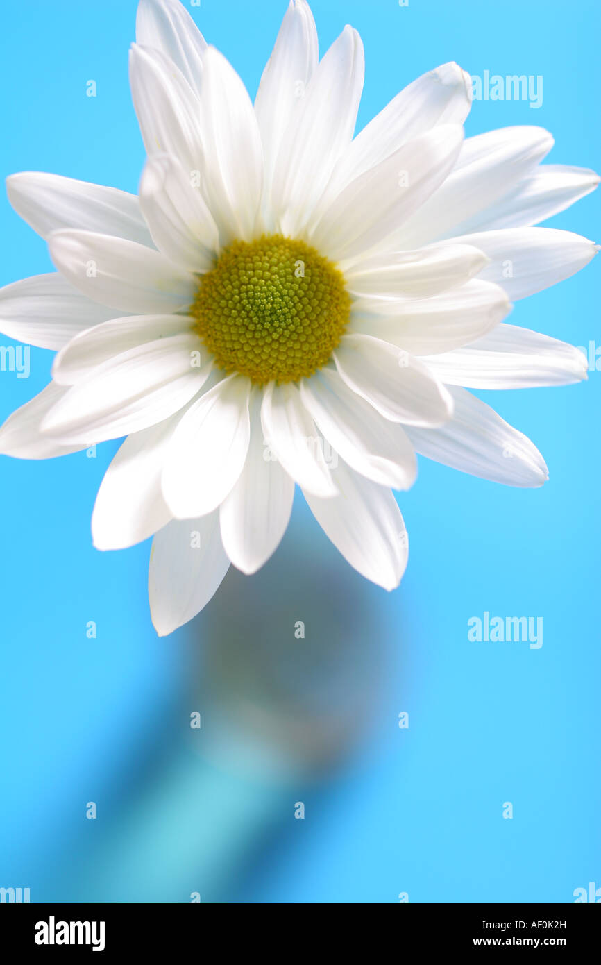 Single Daisy White Stock Photo - Alamy