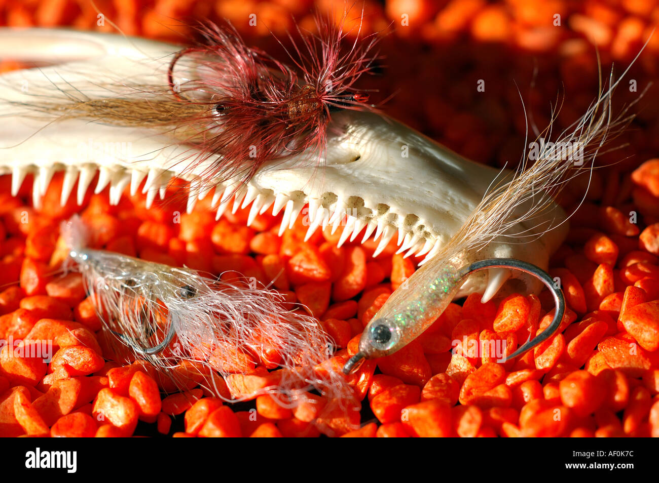 Cod Teeth Surrounded by Saltwater Flyfishing Flys Stock Photo - Alamy