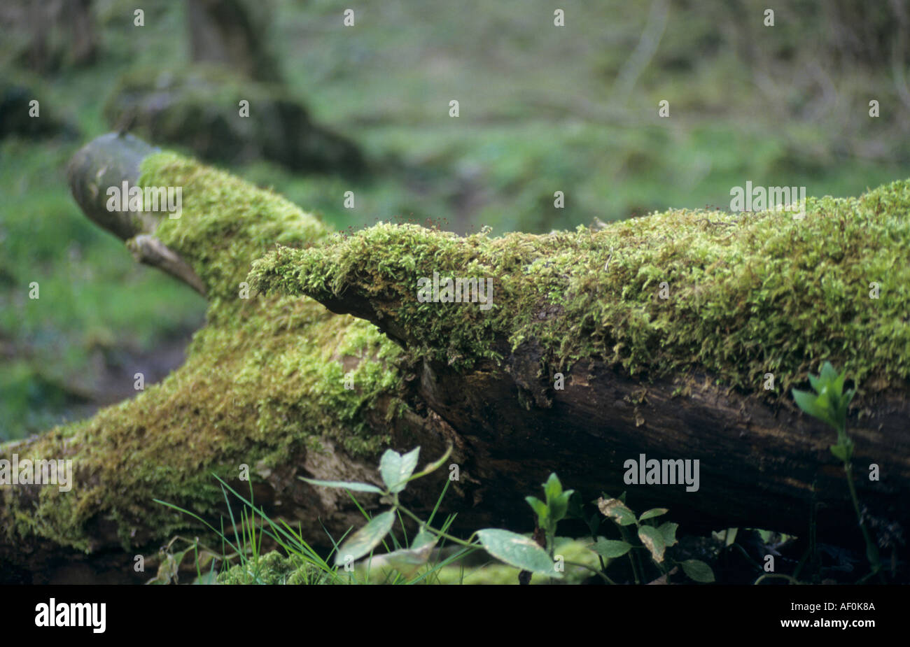 Log covered in moss and lichens Peak District England Stock Photo - Alamy
