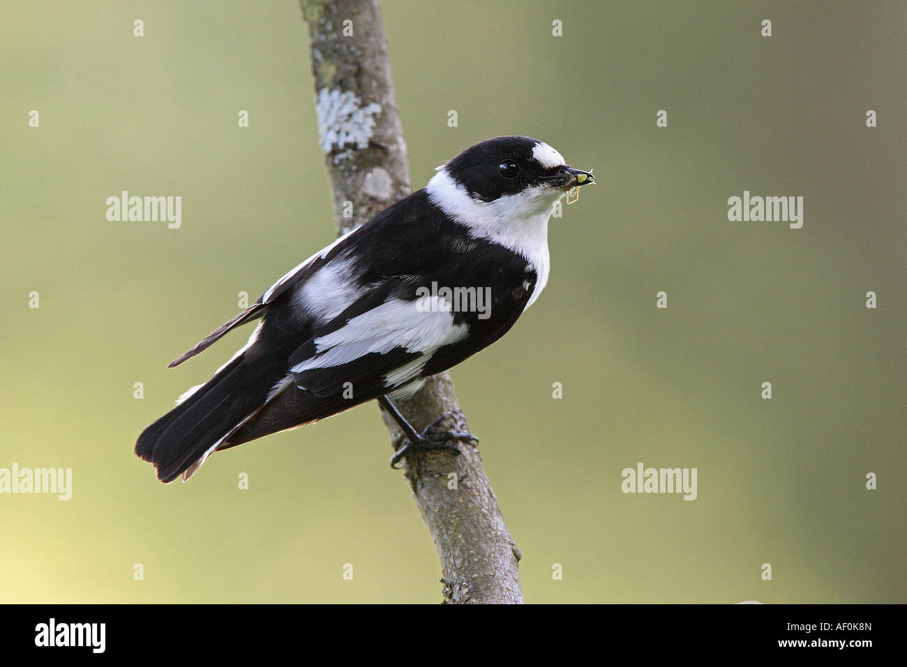 collared flycatcher on branch / Ficedula albicollis Stock Photo - Alamy