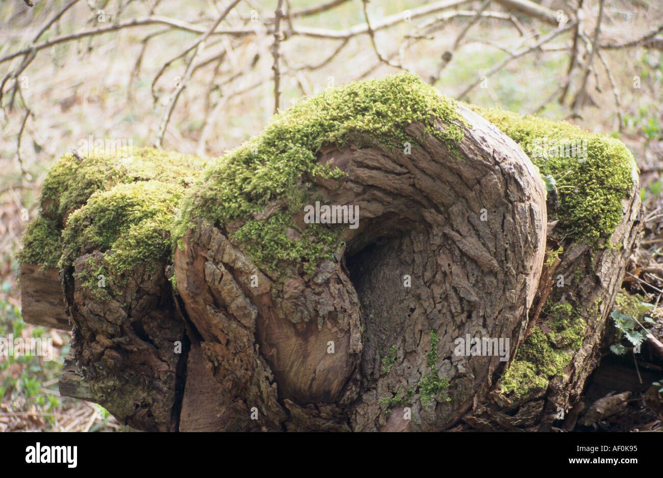 Wheel shaped log covered in moss and lichens Peak District England ...