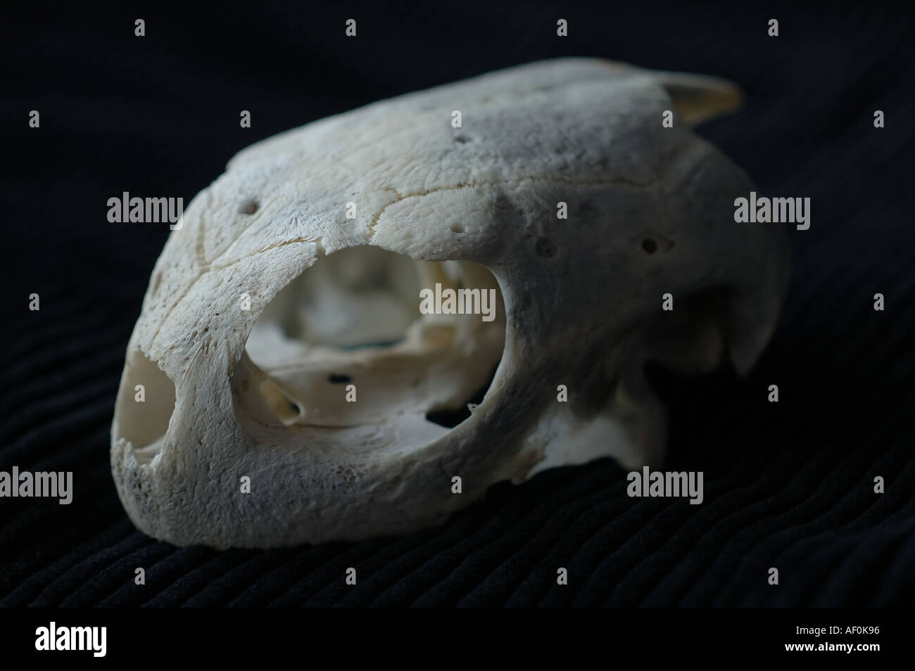 Sea Turtle Skull Stock Photo - Alamy