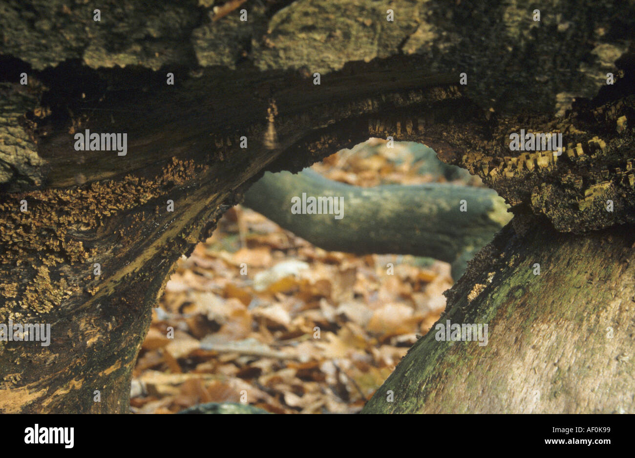 Log creating an archway onto the woodland view Grindleford Peak ...