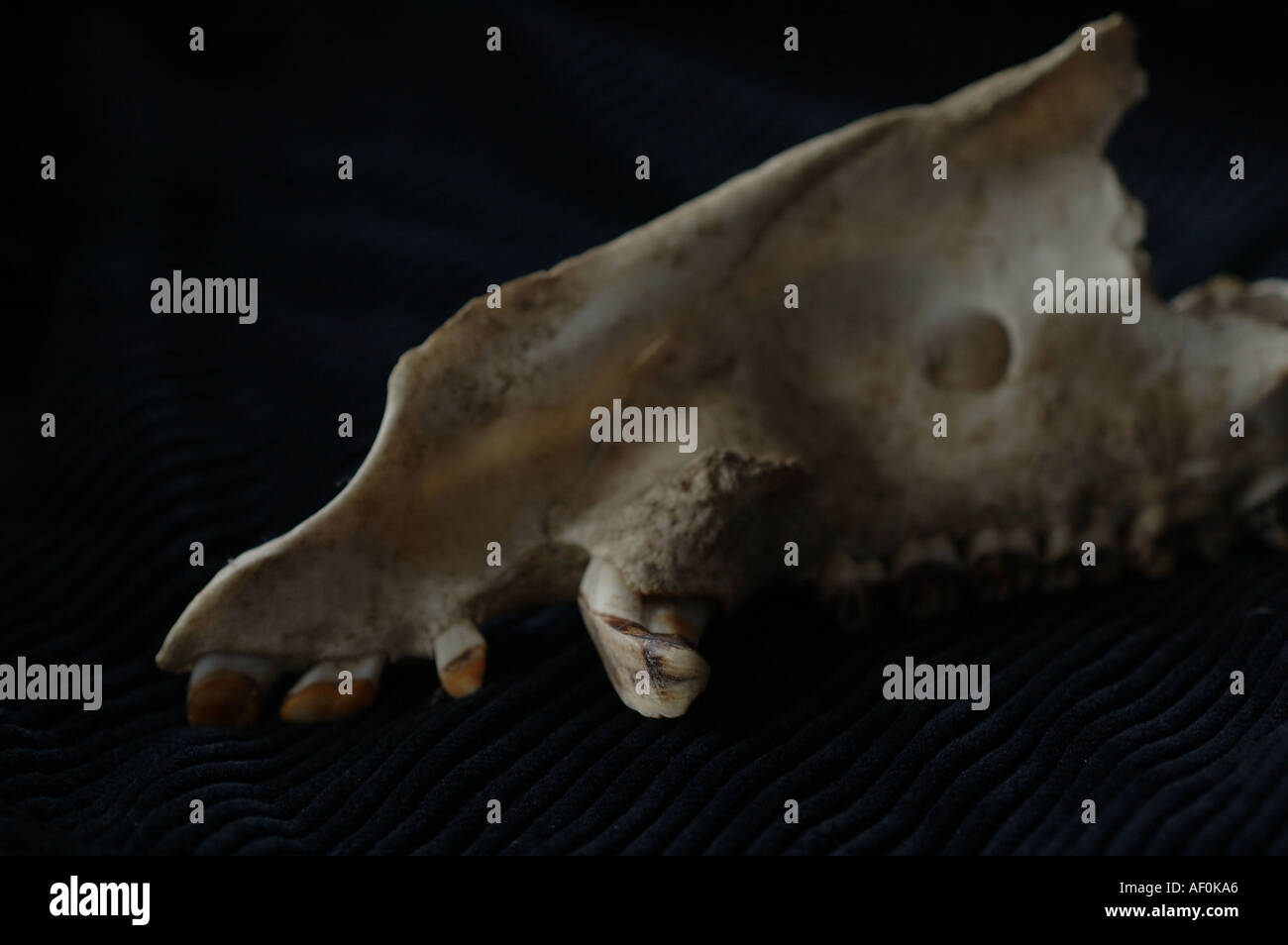 Pig jaw hi-res stock photography and images - Alamy