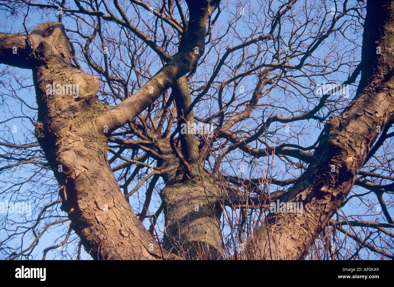 Tree branches sunlit leaves hi-res stock photography and images - Alamy