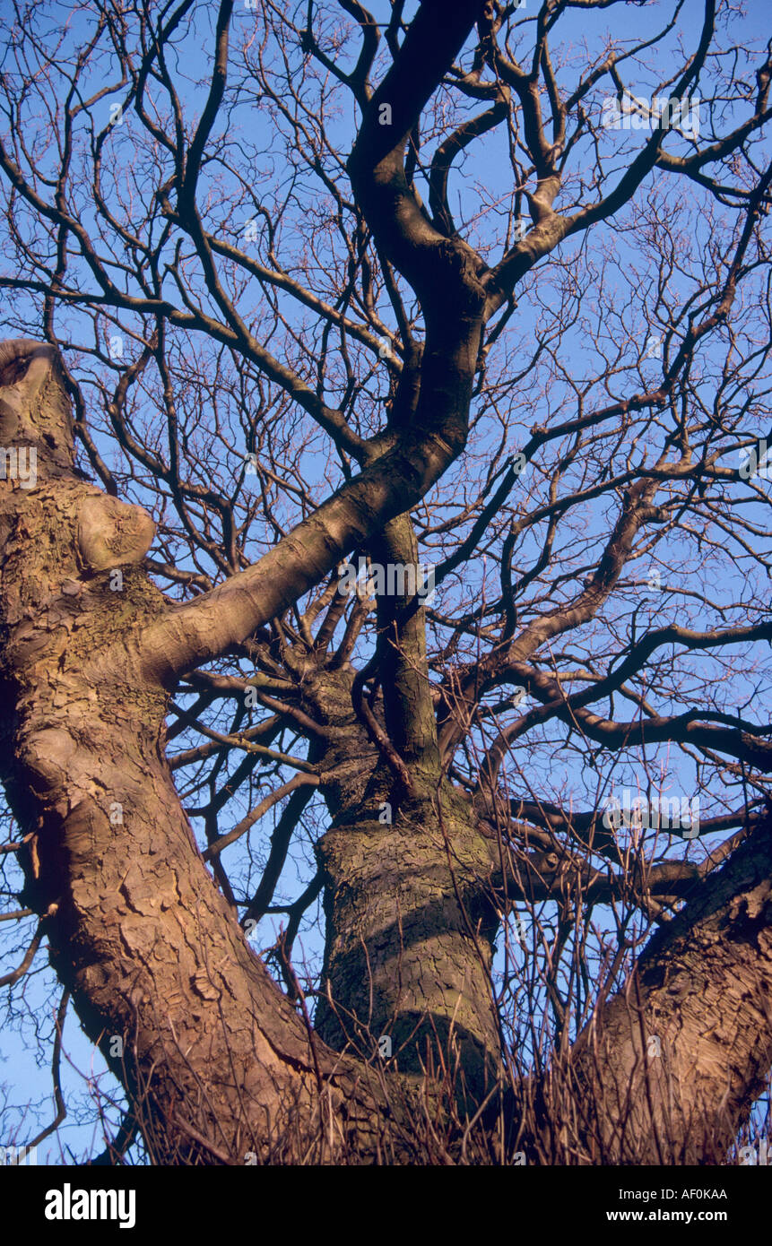 Tree branches sunlit leaves hi-res stock photography and images - Alamy