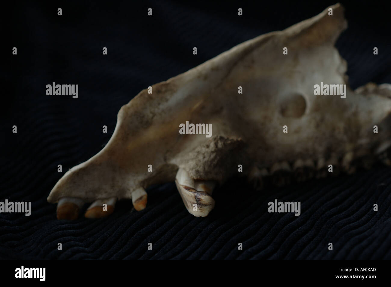 Wild Pig Jaw Bone Stock Photo - Alamy
