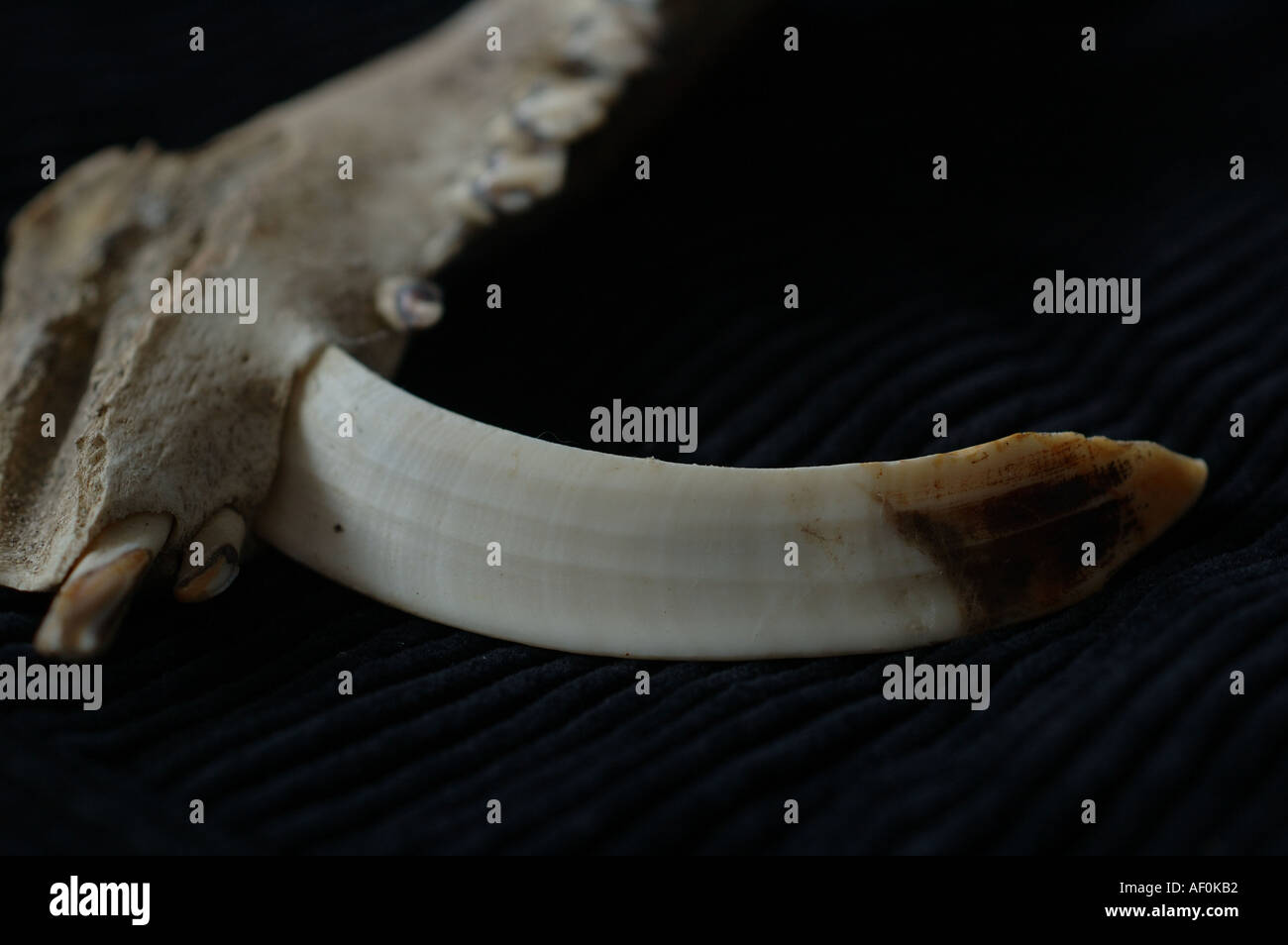 Wild Pig Jaw Bone Stock Photo - Alamy